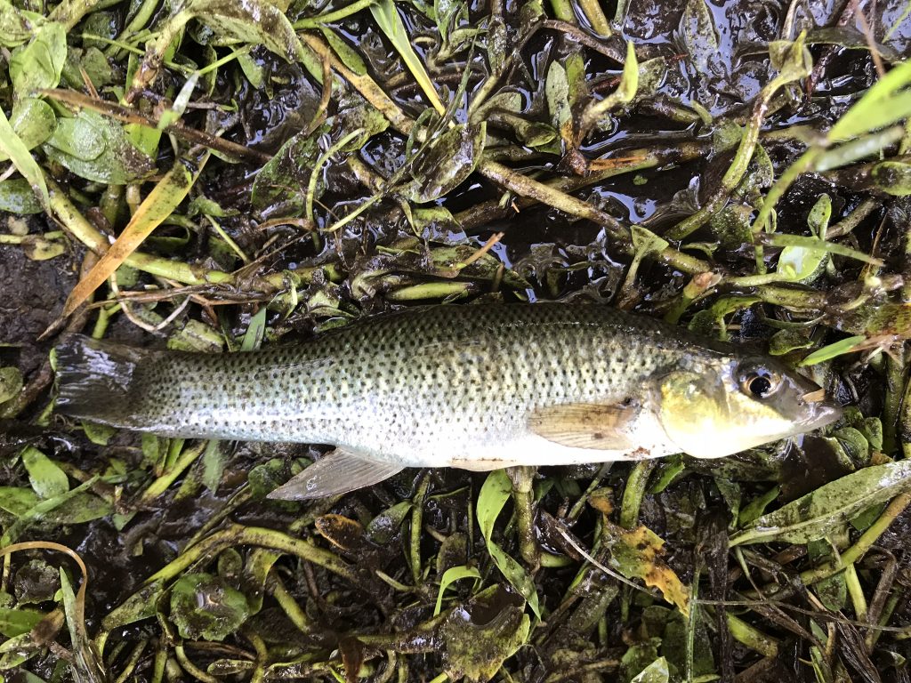Species #137 — Seminole Killifish – CaughtOvgard