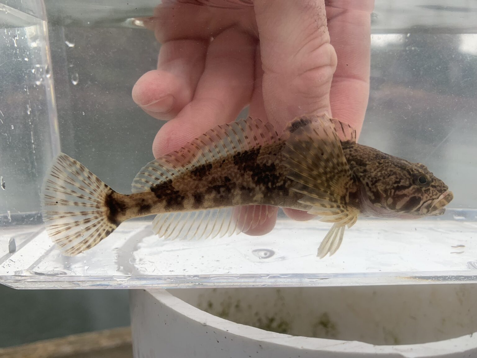Species #116 — Prickly Sculpin – CaughtOvgard