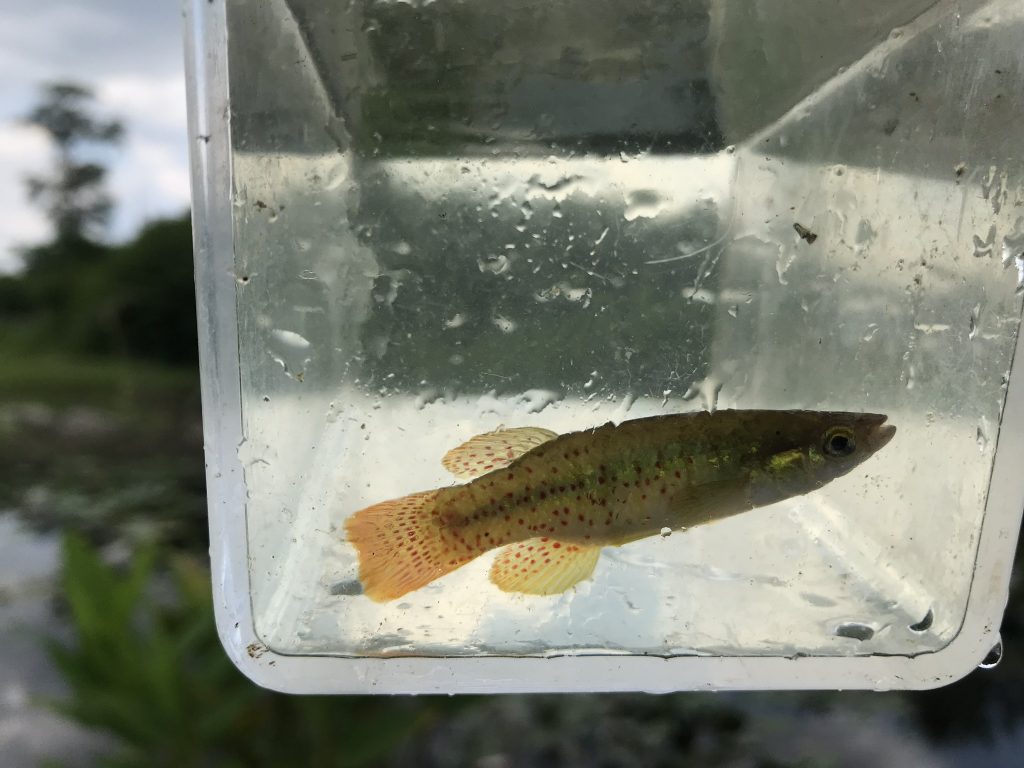 Species #151 — Golden Topminnow – CaughtOvgard