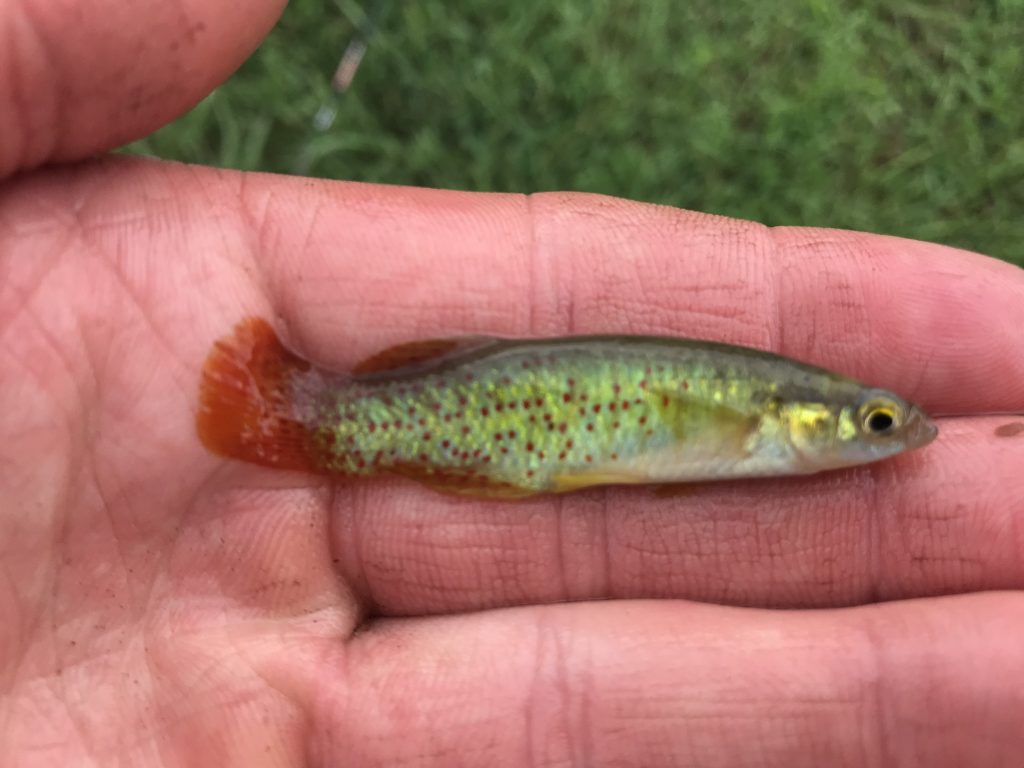 Species #151 — Golden Topminnow – CaughtOvgard