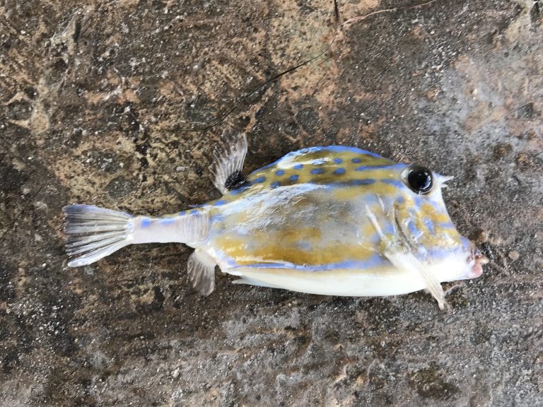 Species #154 — Scrawled Cowfish – CaughtOvgard