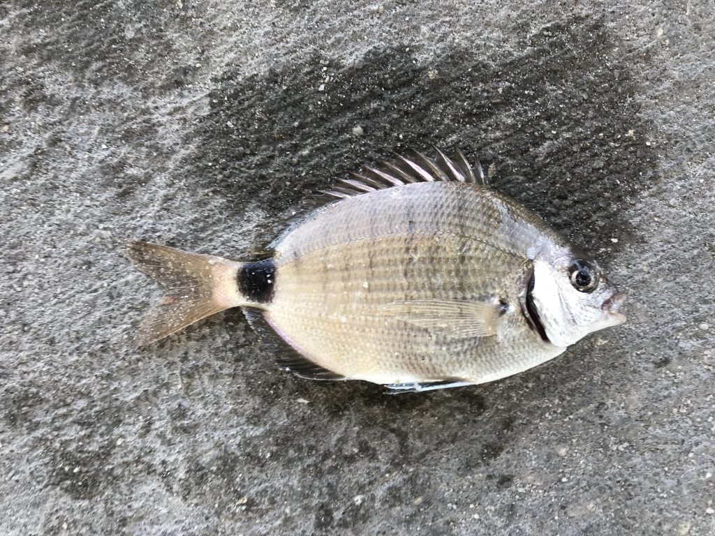 Species #153 — Spottail Pinfish – CaughtOvgard