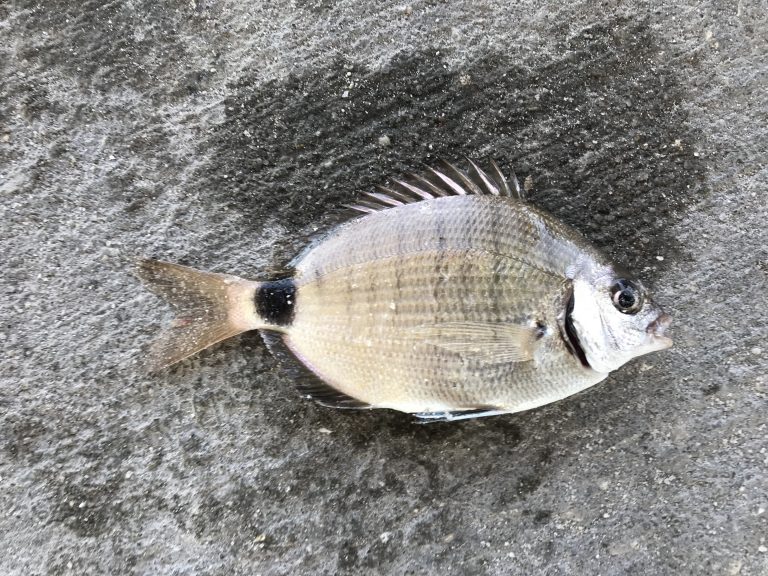 Species #153 — Spottail Pinfish – CaughtOvgard