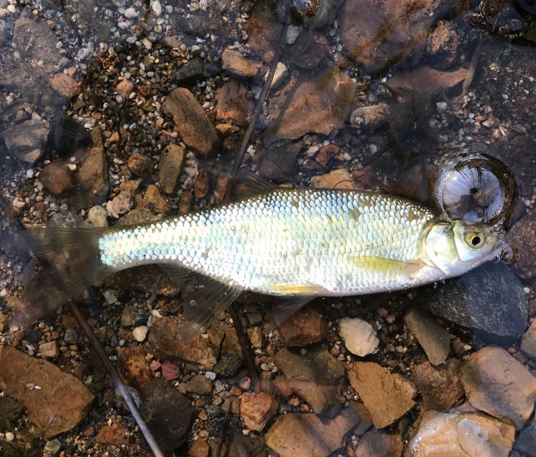 Species #150 — Golden Shiner – CaughtOvgard