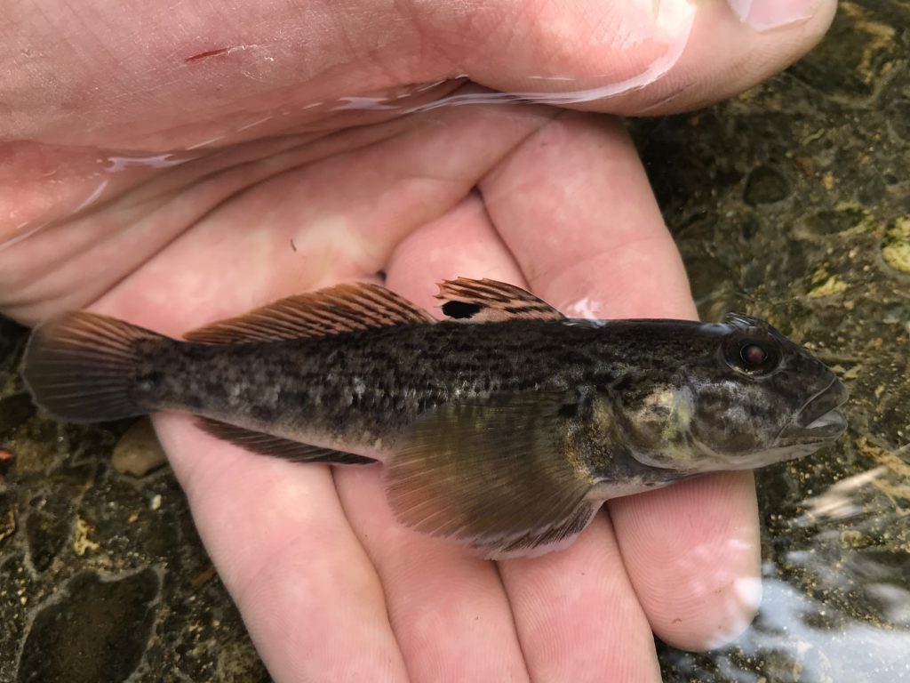 Species #157 — Round Goby – CaughtOvgard