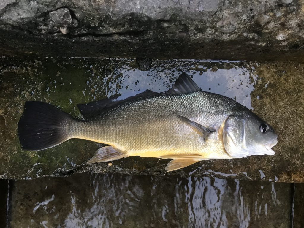Species #159 — Freshwater Drum – CaughtOvgard