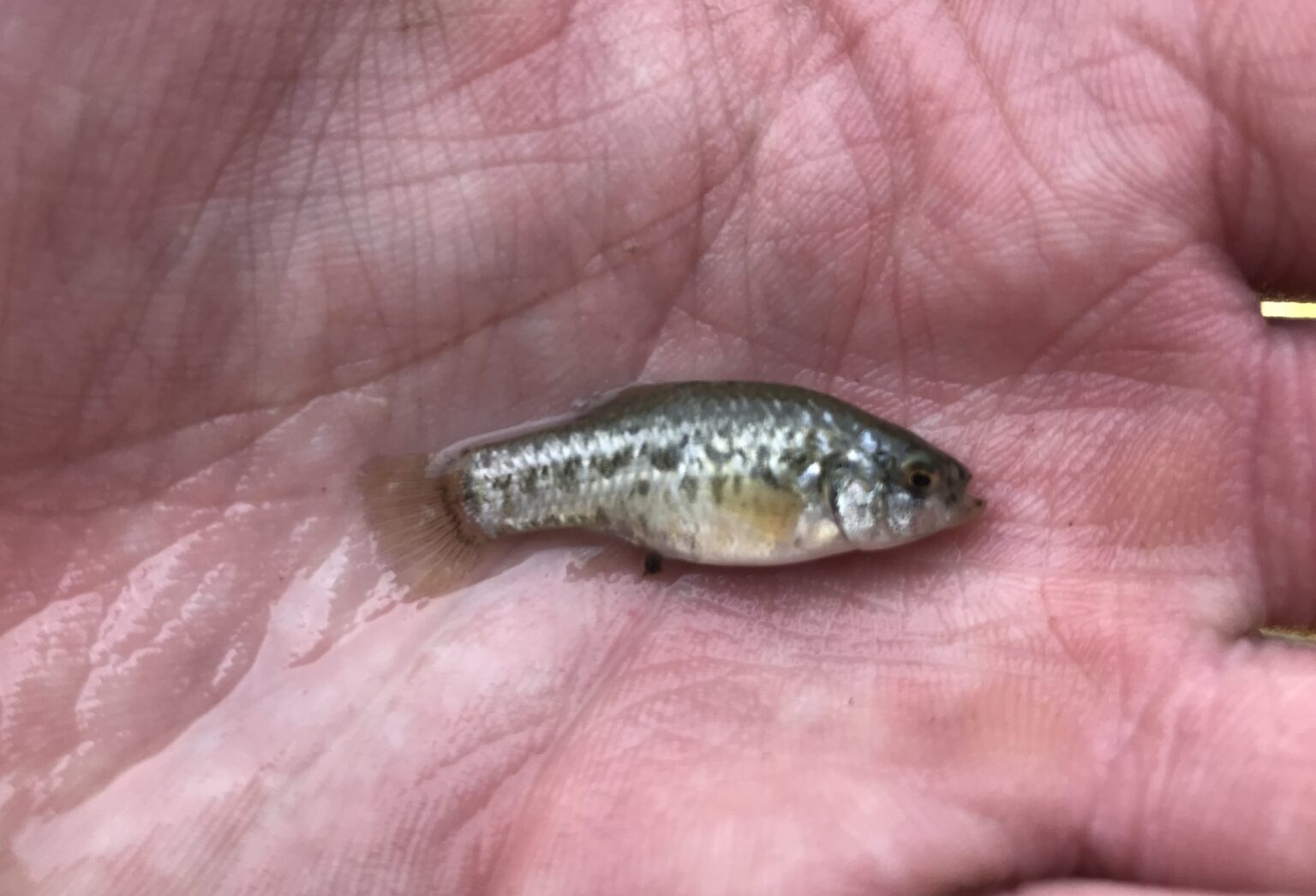 Species #179 — Desert Pupfish – CaughtOvgard