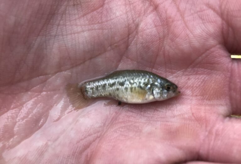 Species #179 — Desert Pupfish – CaughtOvgard