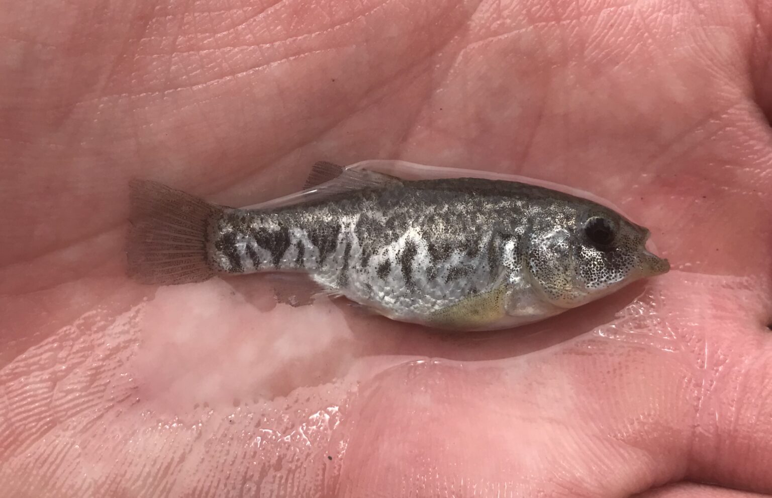 Species #184 — Pecos Pupfish – CaughtOvgard