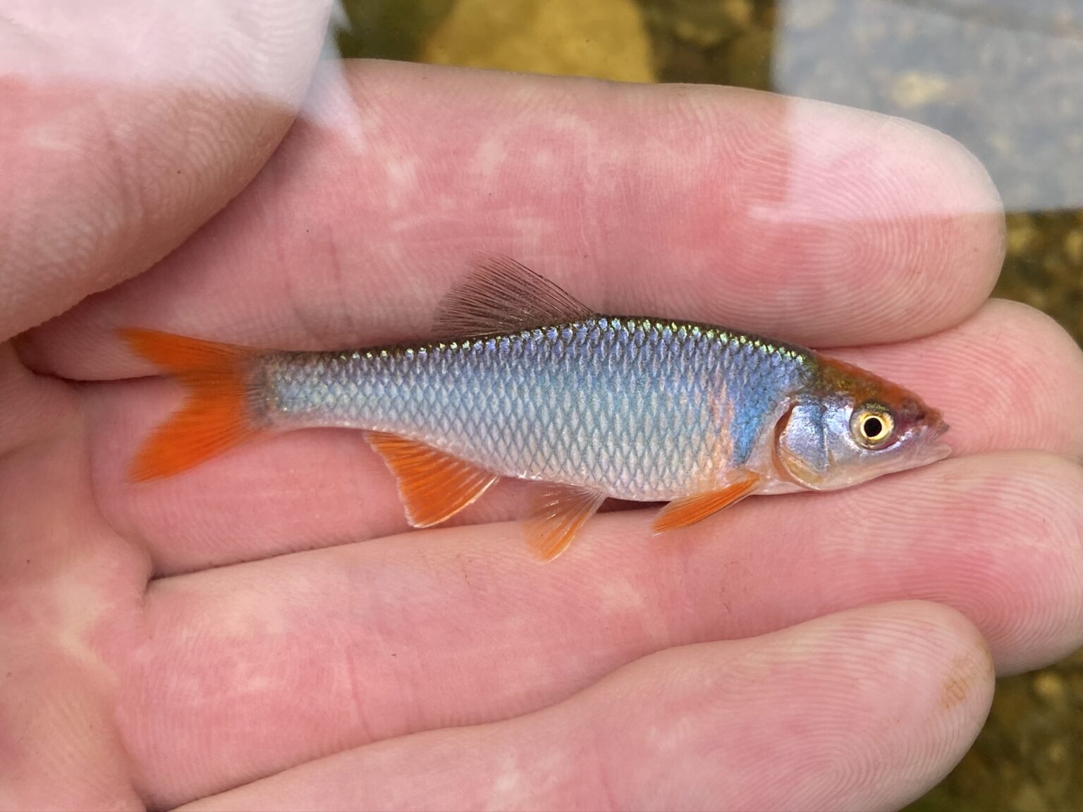 Species #183 — Red Shiner – CaughtOvgard
