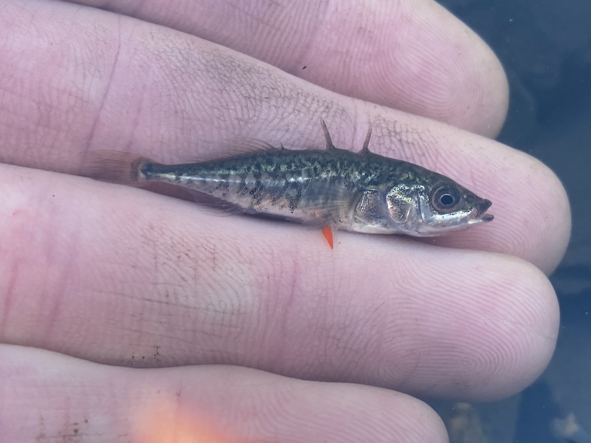 Species #178 — Threespine Stickleback – CaughtOvgard