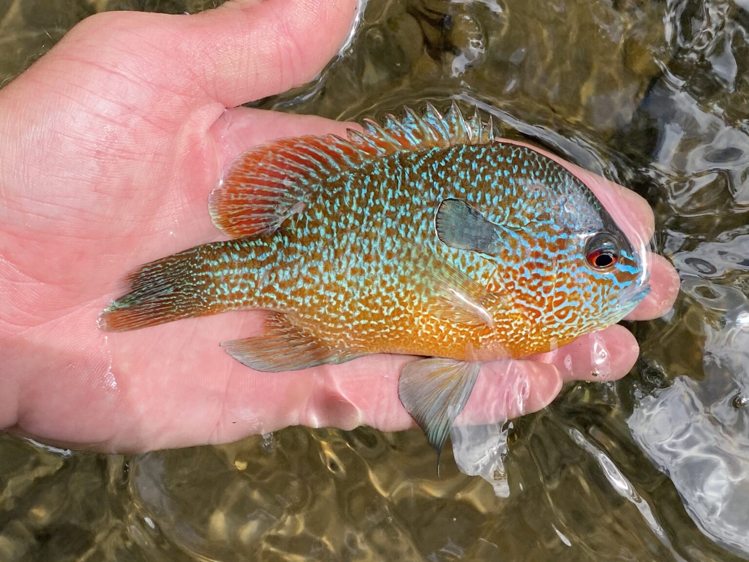 Species #186 — Longear Sunfish – CaughtOvgard