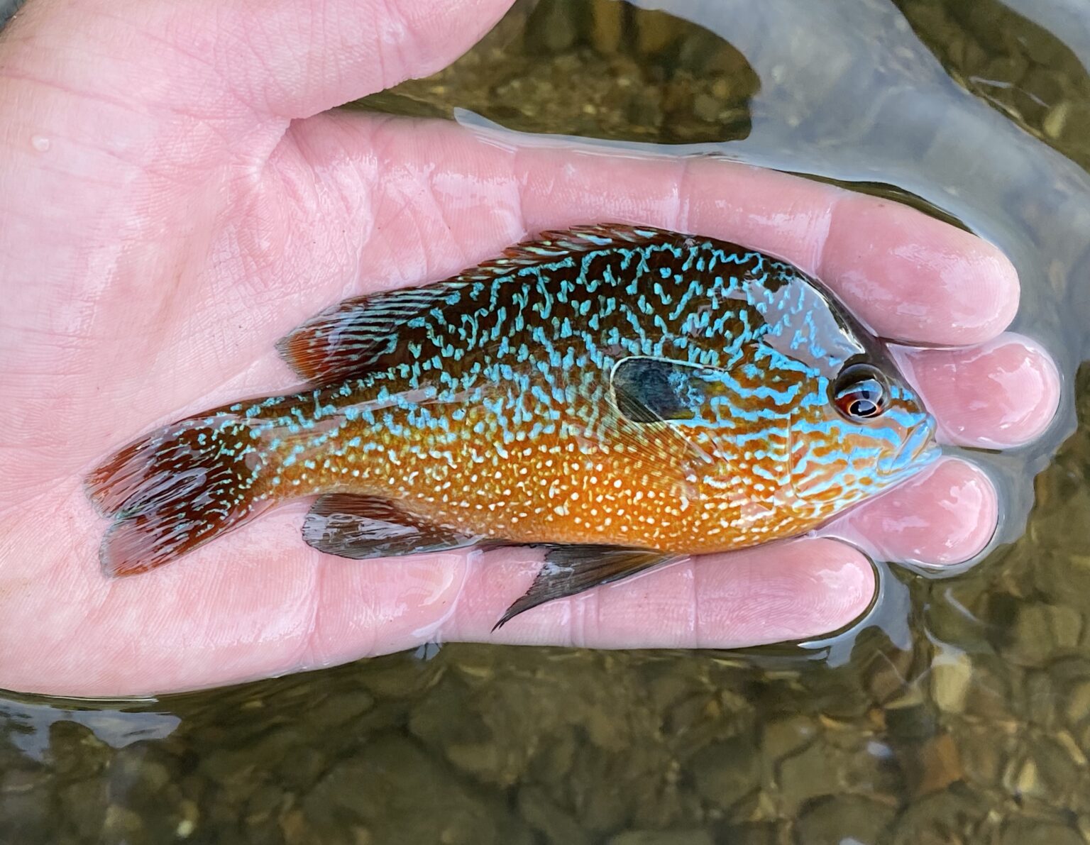 Species #186 — Longear Sunfish – CaughtOvgard