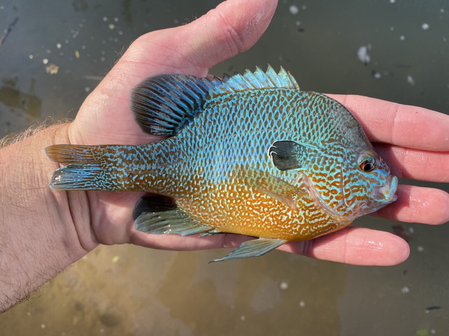 Species #186 — Longear Sunfish – CaughtOvgard