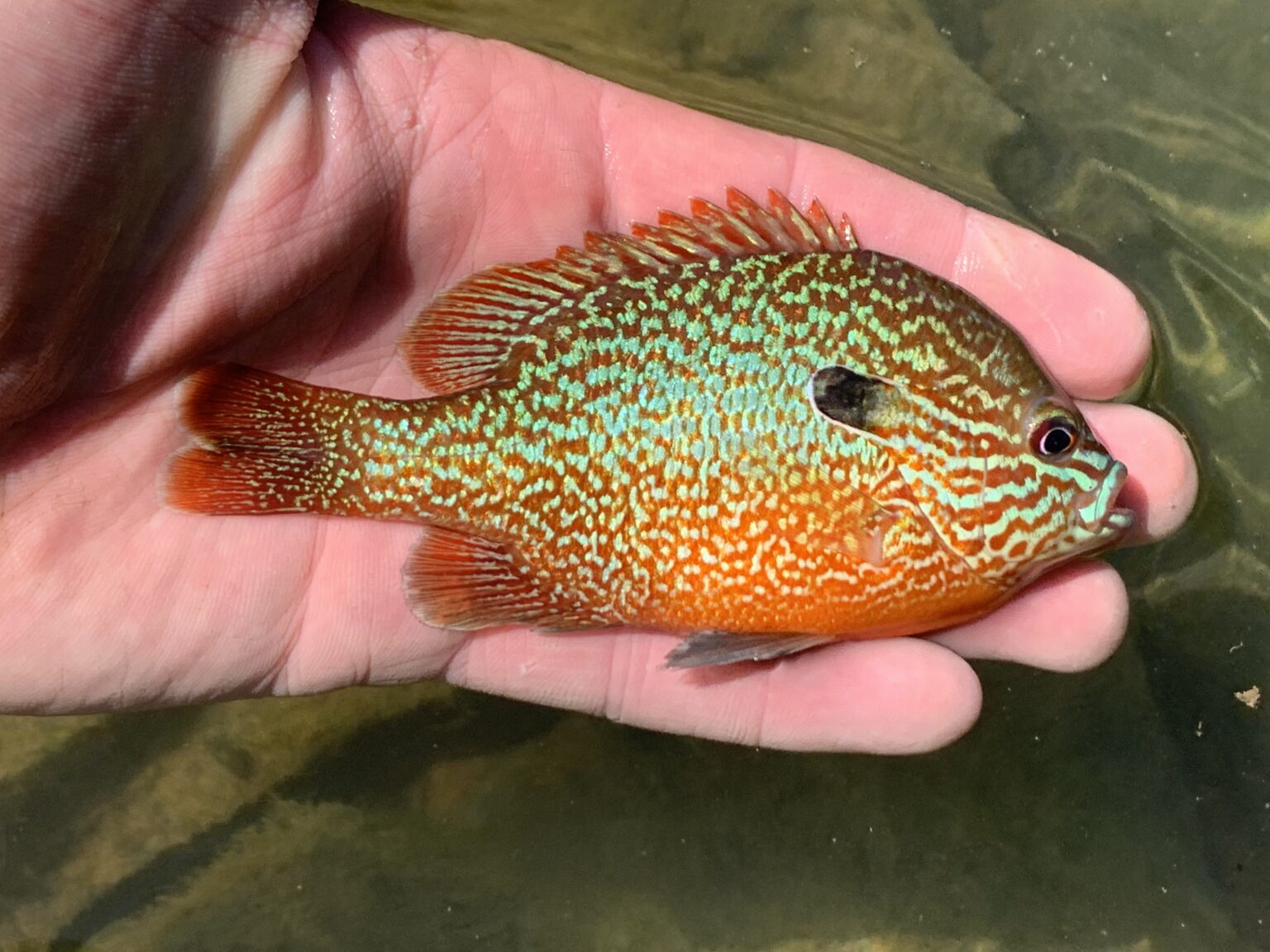 Species #186 — Longear Sunfish – CaughtOvgard