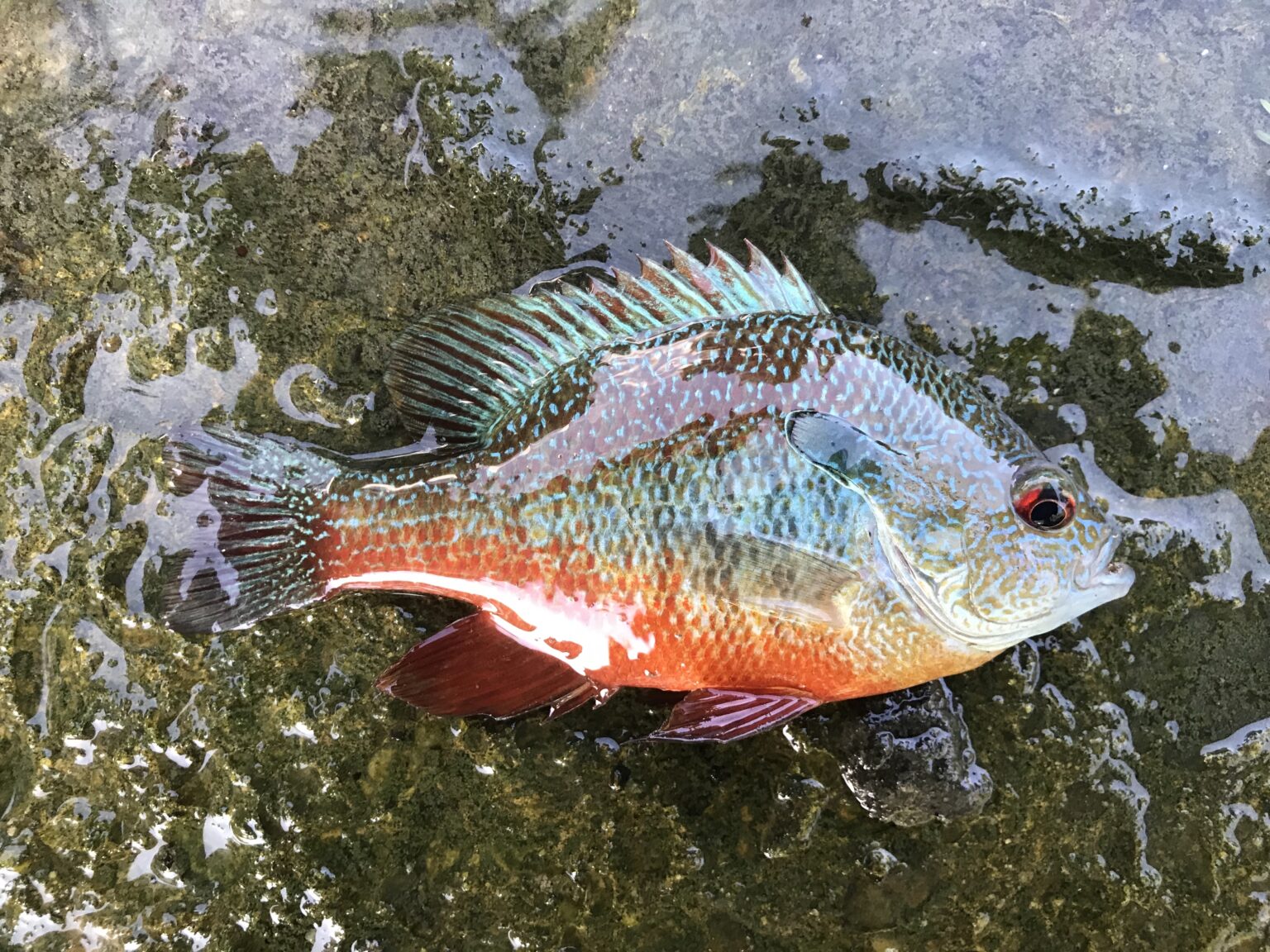 Species #186 — Longear Sunfish – CaughtOvgard