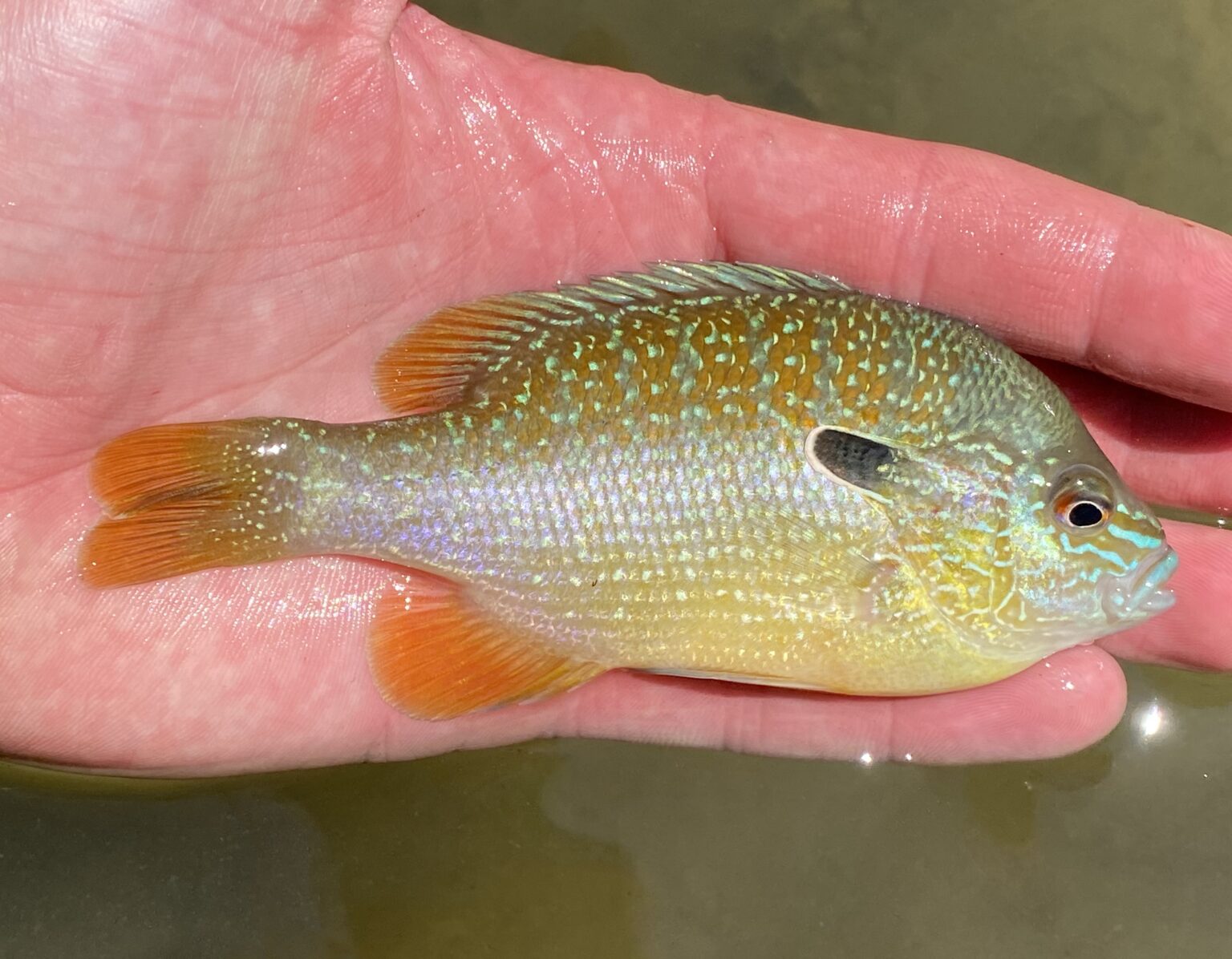 Species #186 — Longear Sunfish – CaughtOvgard